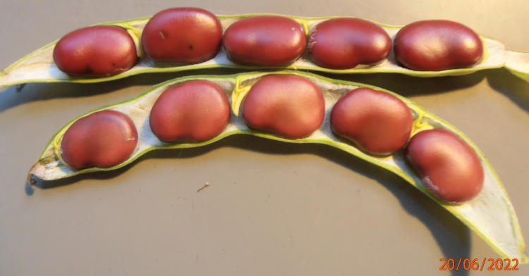 Vegetable Seed A - D